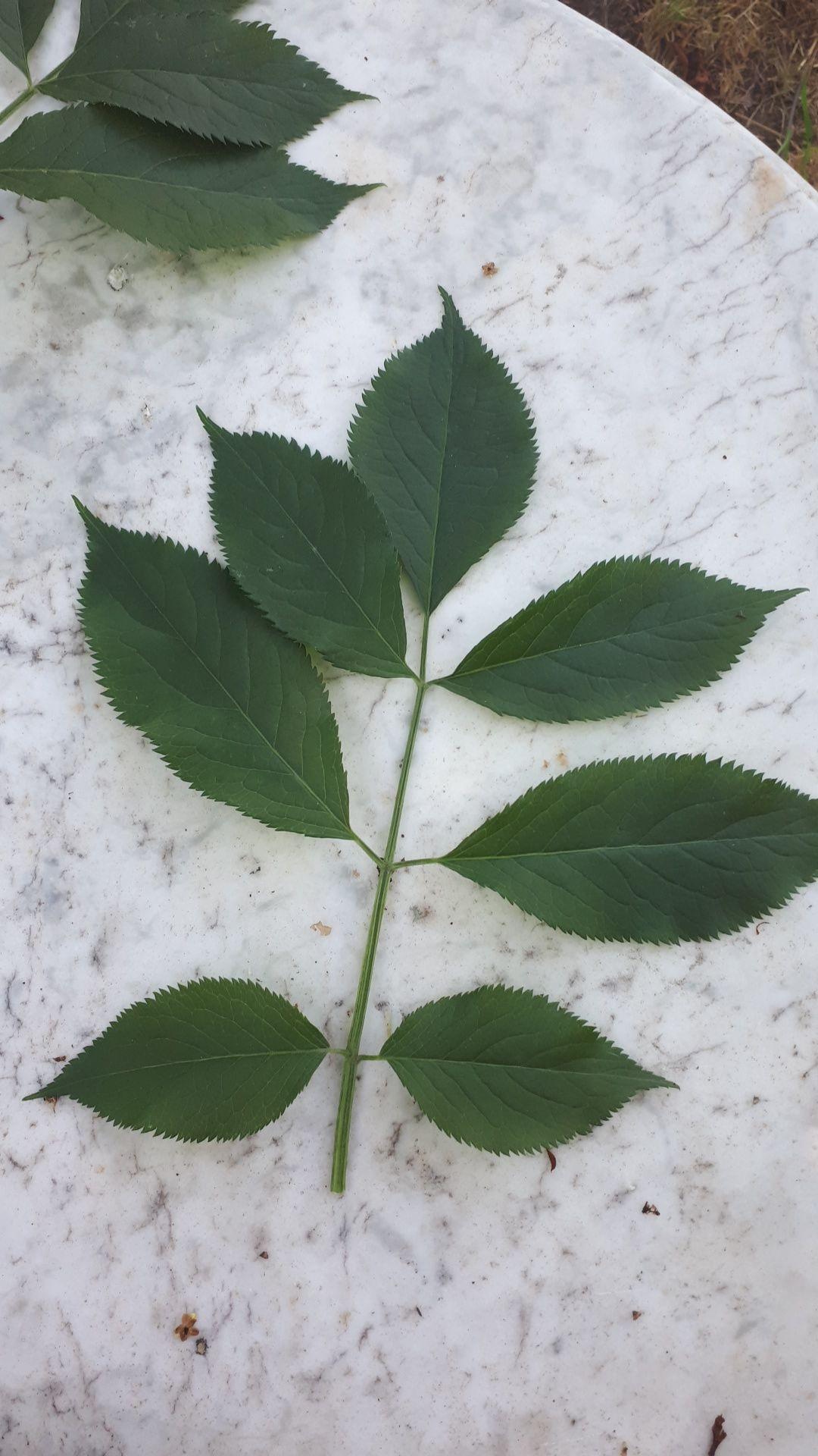 Sureau – Hortus Medicus